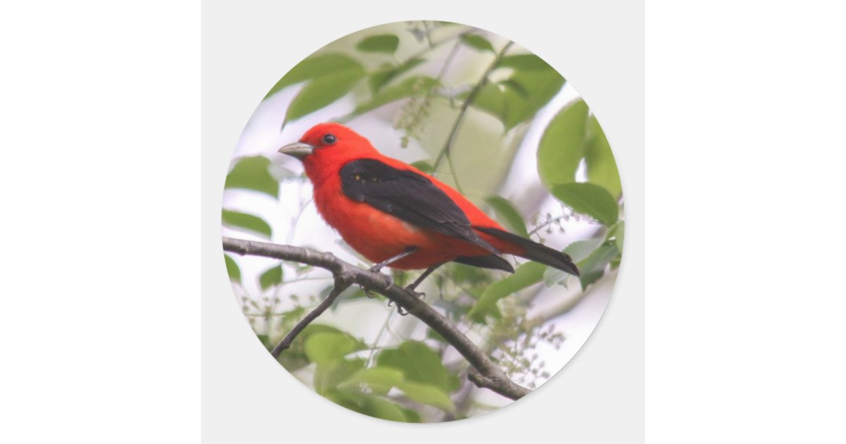 Scarlet Tanager Classic Round Sticker | Zazzle