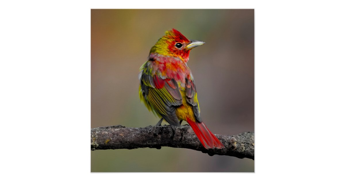 Scarlet Tanager Molting - Original Photograph Poster | Zazzle