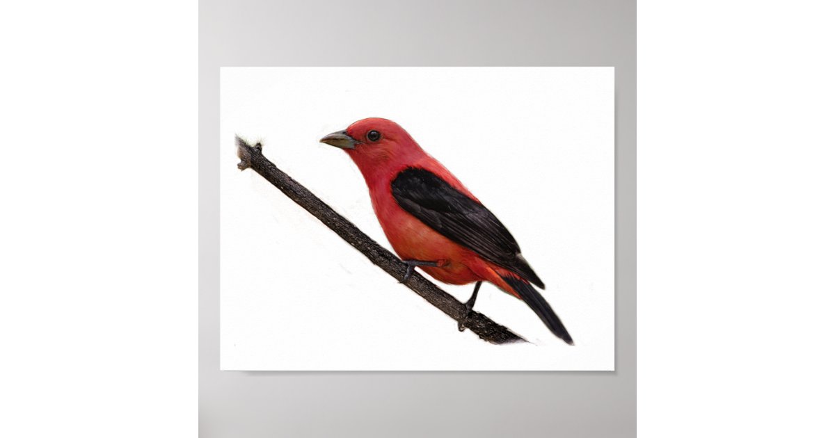Scarlet Tanager on Branch Poster | Zazzle