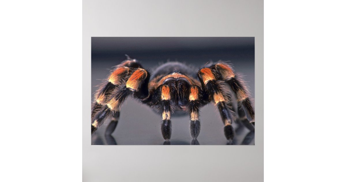 Scary Tarantula spider Poster | Zazzle