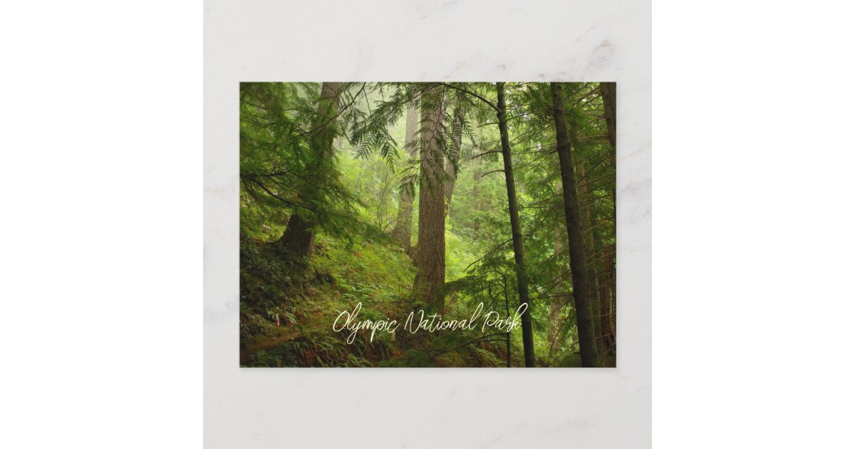 Scenic Olympic National Park Rainforest Postcard | Zazzle