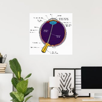 Schematic Anatomical Diagram of the Human Eye Poster | Zazzle