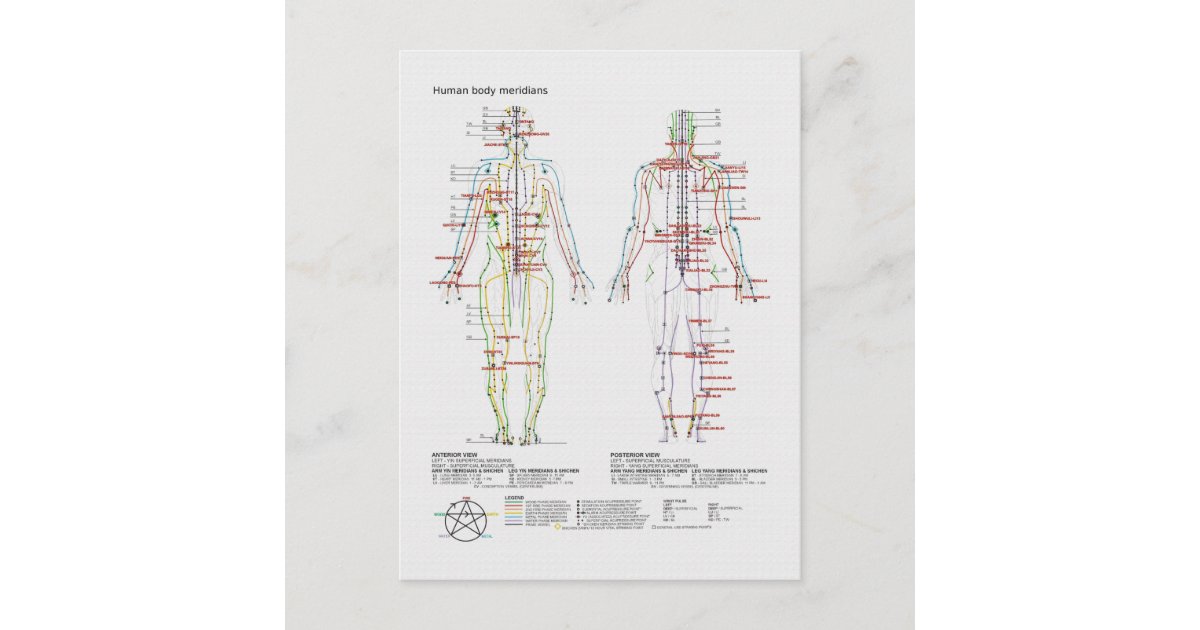 Schematic of the Chinese or Human Body Meridians Postcard | Zazzle