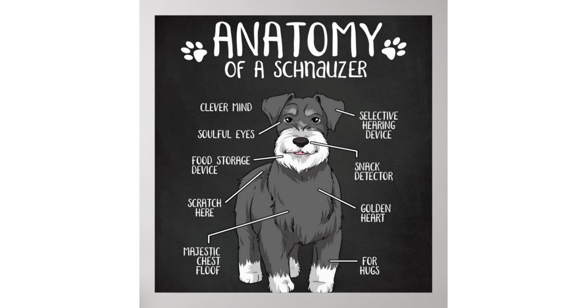 Schnauzer Dog Anatomy Best Dog Poster | Zazzle