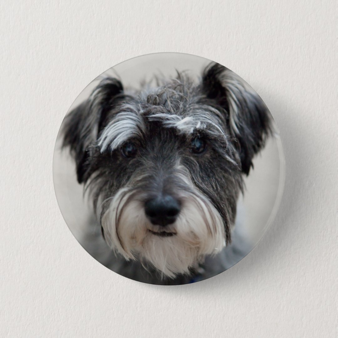 Schnauzer Dog Round Pin | Zazzle