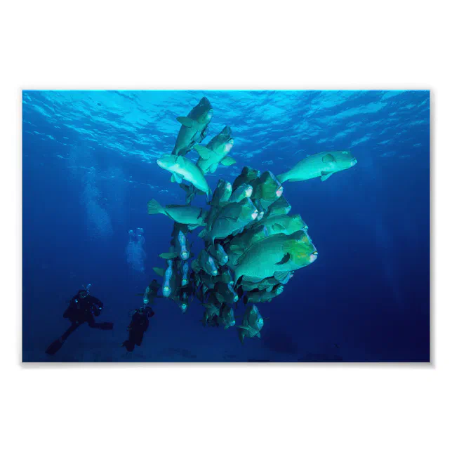 "School of Bumpheaded Parrot Fish" Photo Print | Zazzle