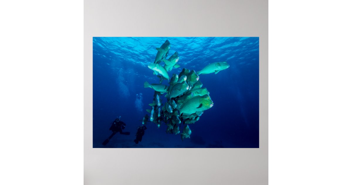 "School of Bumpheaded Parrot Fish" Poster | Zazzle