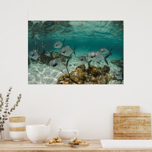 School of Permit Fish Poster | Zazzle