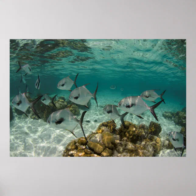 School of Permit Fish Poster | Zazzle