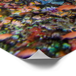 Schools of Fish Swim in Reef Poster | Zazzle