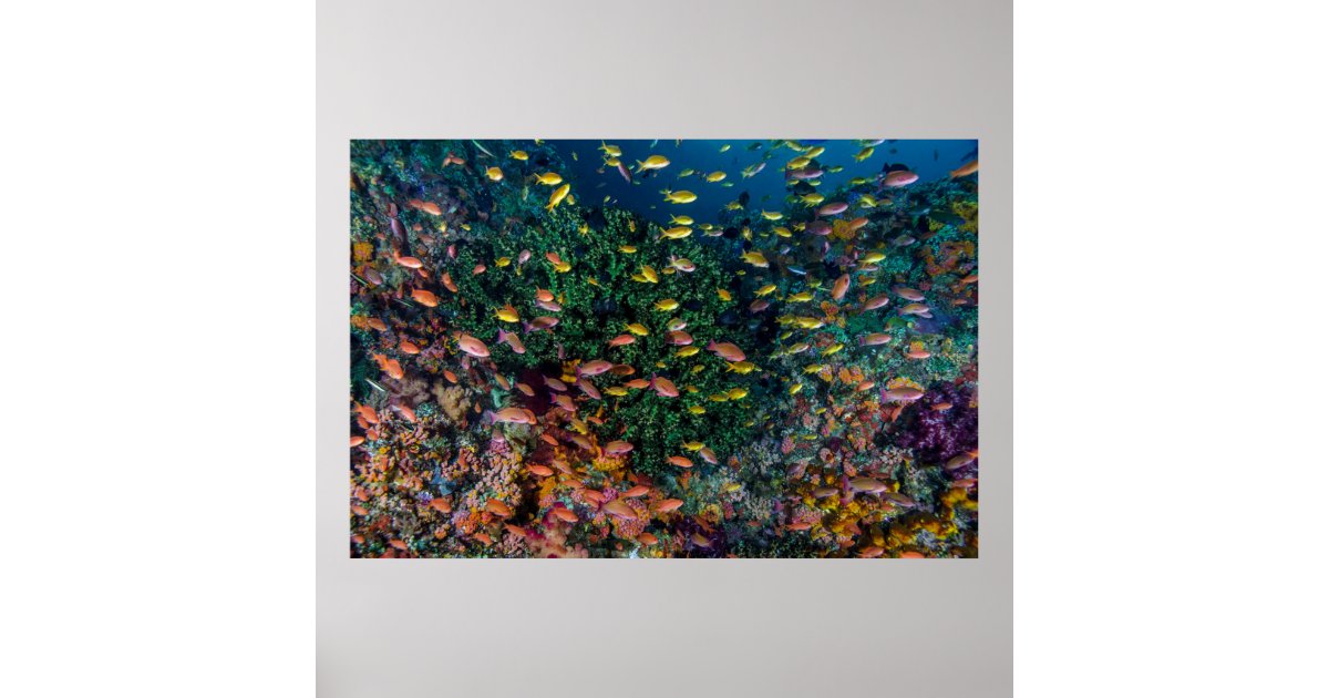 Schools of Fish Swim in Reef Poster | Zazzle