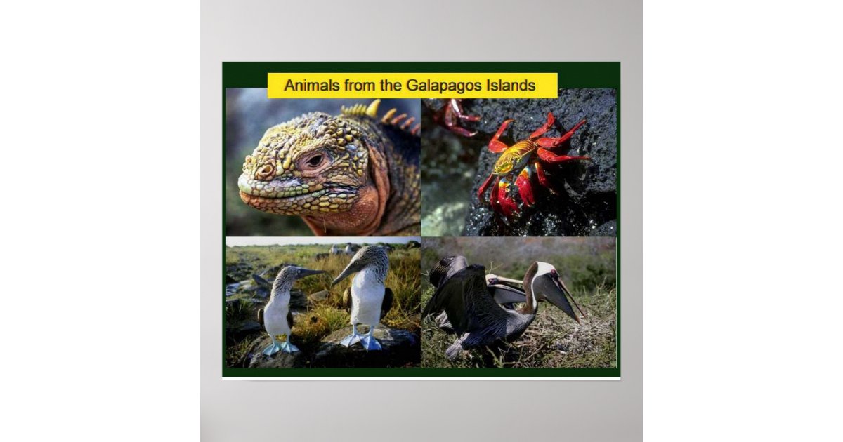 Science, animals from the Galapagos Poster | Zazzle