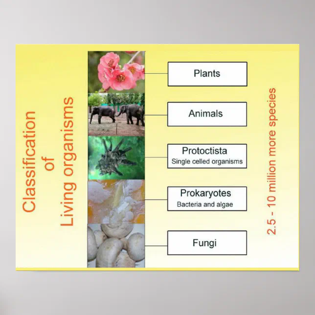 Science, Classification of living organisms Poster | Zazzle