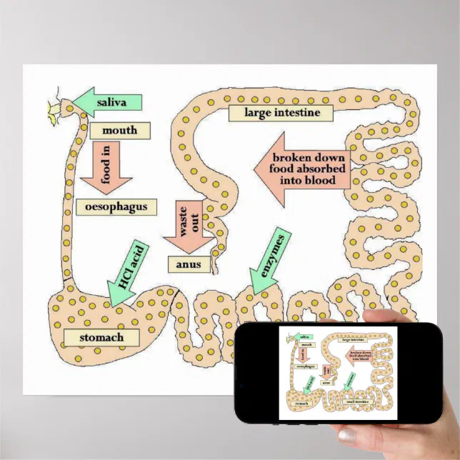 Science, Human body, Digestion Poster | Zazzle