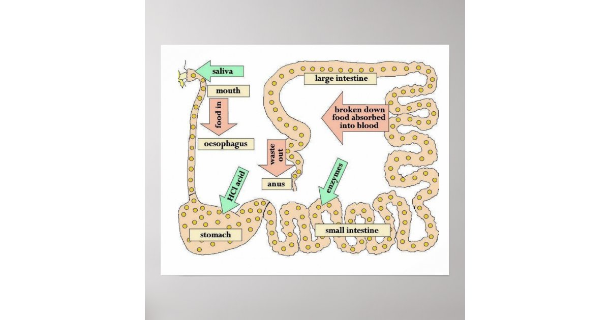 Science, Human body, Digestion Poster | Zazzle