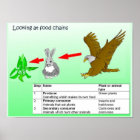 Education, Science, Food Chains Poster | Zazzle.com