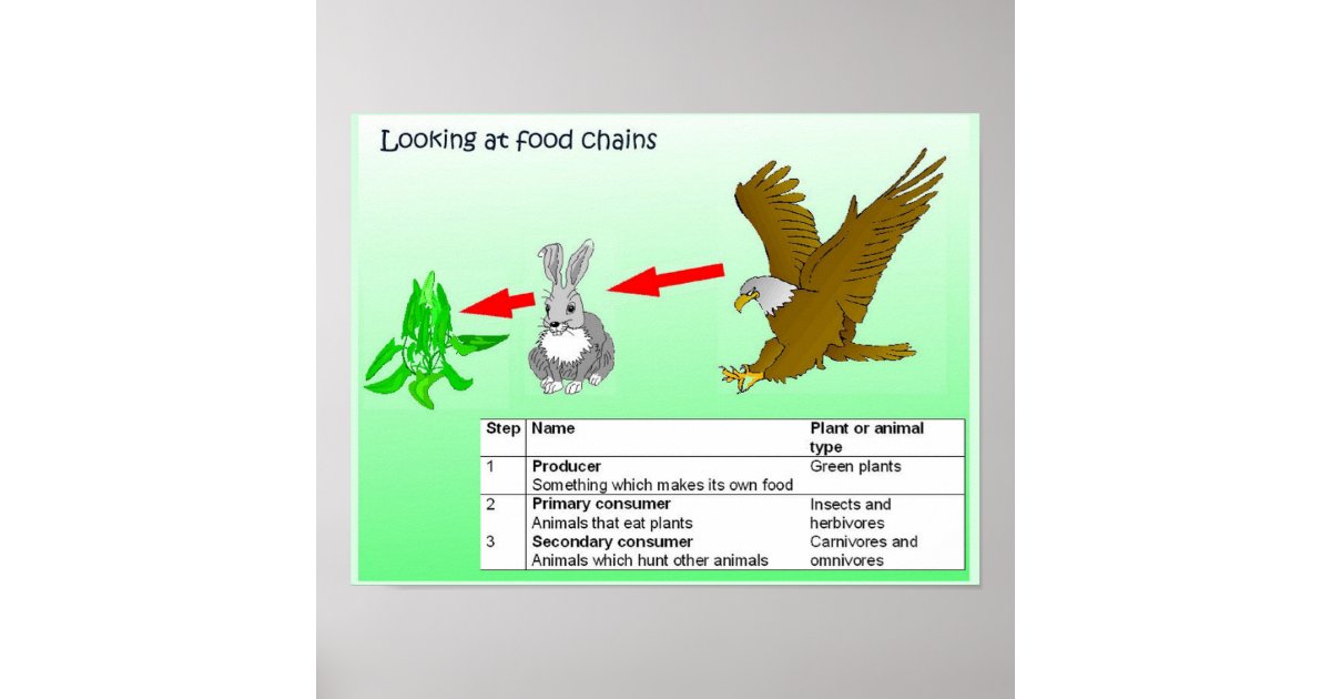 Science, Looking at food chains Poster | Zazzle