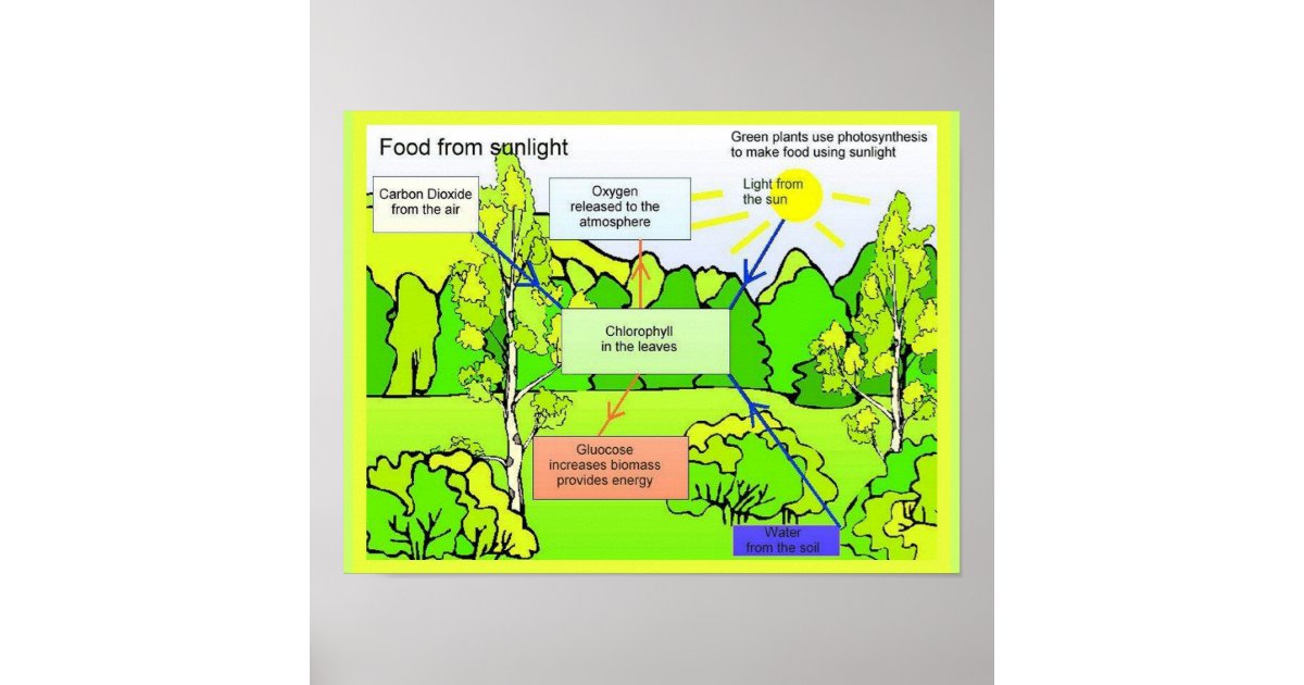 Science, Plants and Photosynthesis Poster | Zazzle