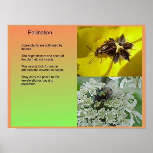 Science, PLants, Reproduction, Pollination Poster | Zazzle.com