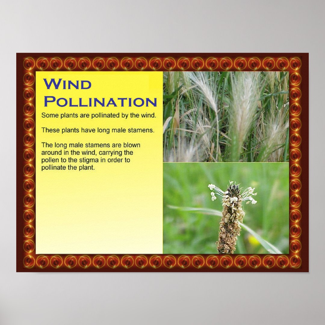 Science, Plants, Reproduction, Wind Pollination Poster | Zazzle