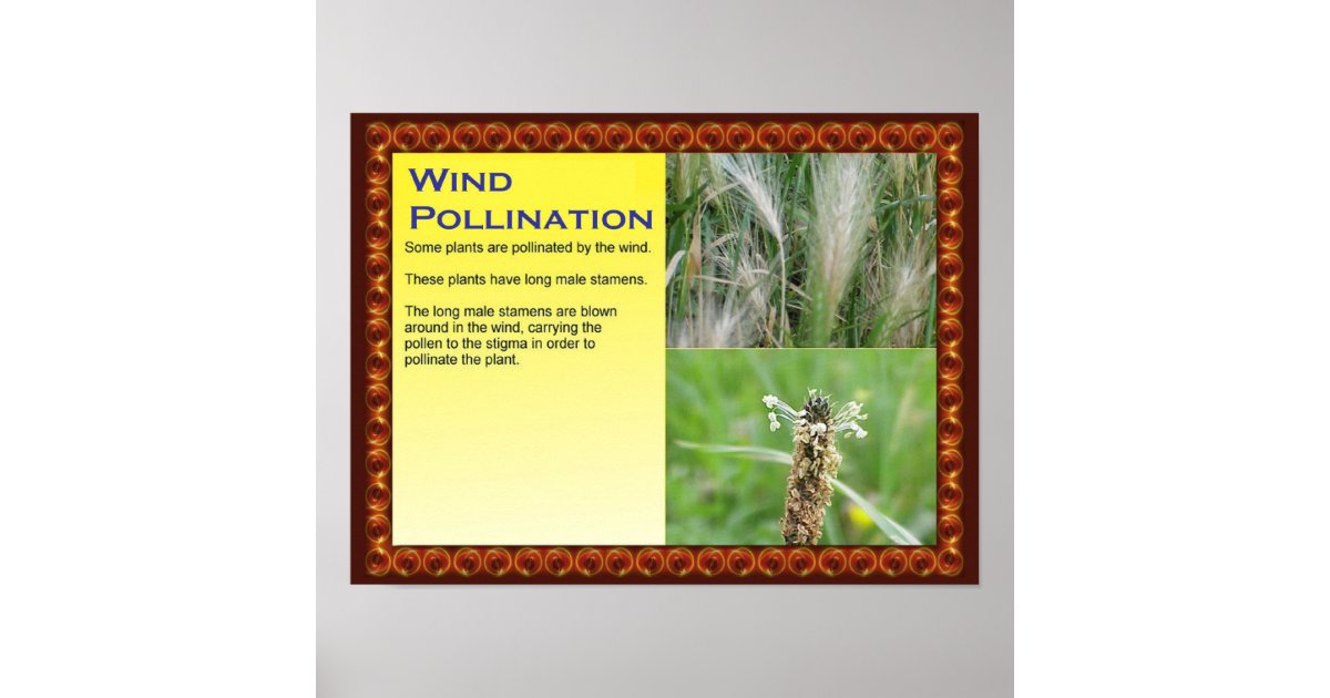 Science, Plants, Reproduction, Wind Pollination Poster | Zazzle