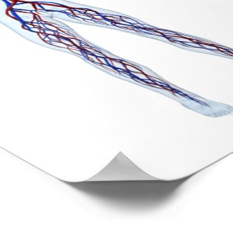 Science Veins Funny Poster | Zazzle