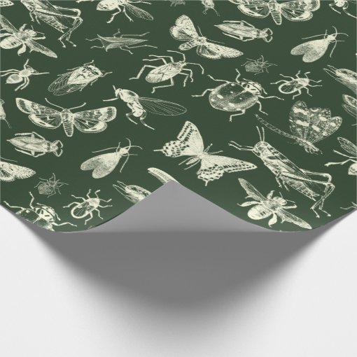 Scientific Antique Bugs Insects Cream and Green Wrapping Paper | Zazzle