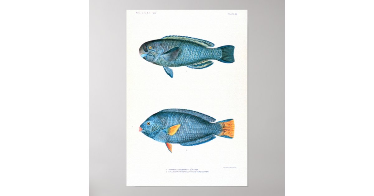 Scientific Fish Studies Poster | Zazzle