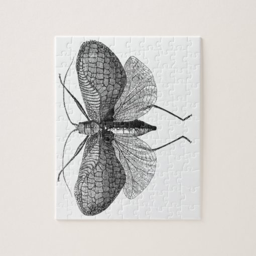scientific illustration of moth jigsaw puzzle | Zazzle