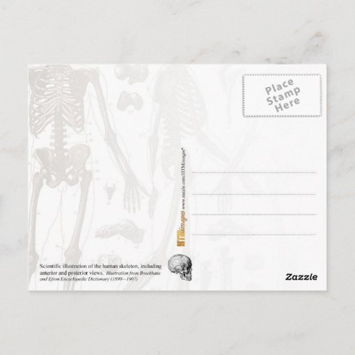 Scientific illustration of the human skeleton postcard | Zazzle