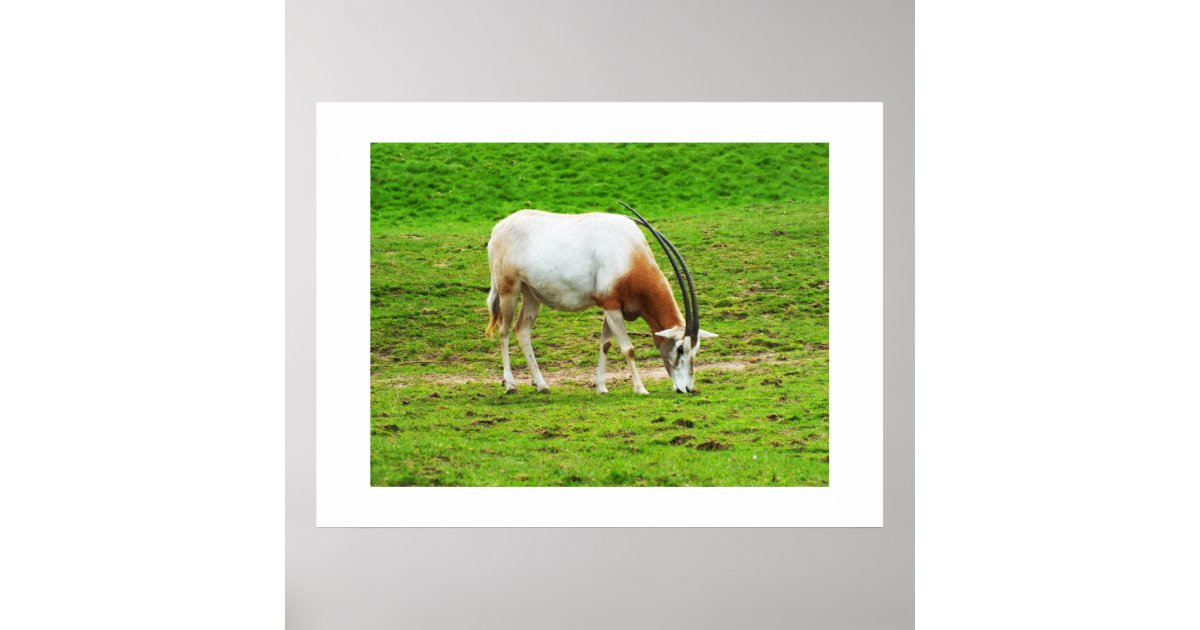 Scimitar oryx animal poster | Zazzle