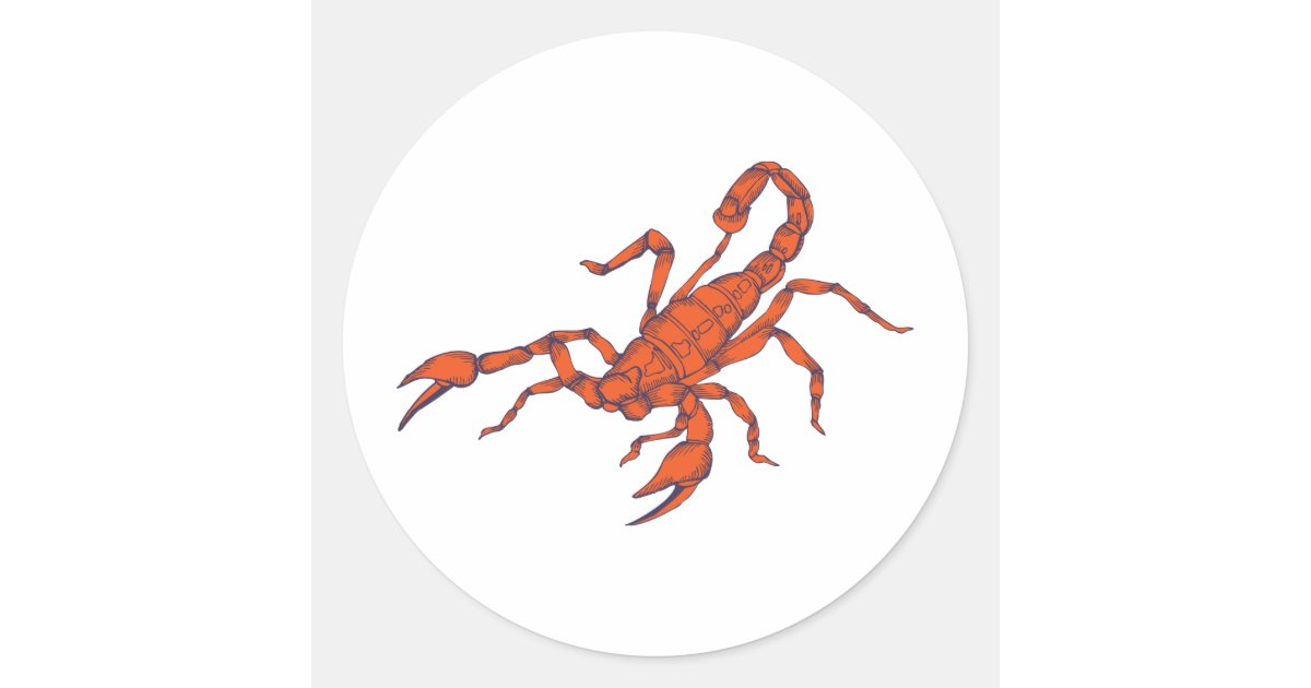 Scorpion ~ Insect Scorpio Scorpions Classic Round Sticker | Zazzle