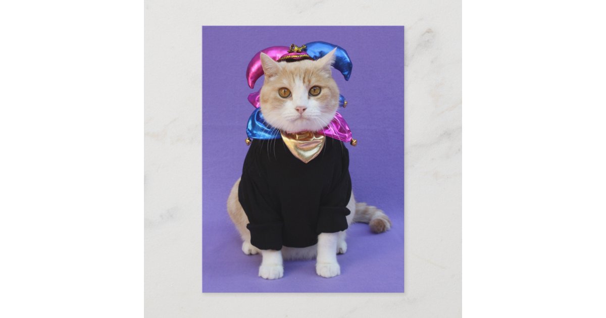 Scottish Fold Jester Postcard | Zazzle