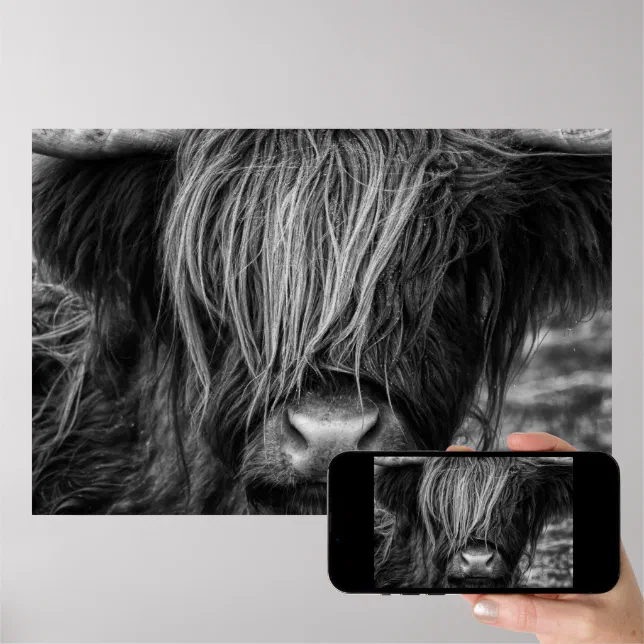 Scottish Highland Cow, Highlander, Highland Cattle Poster | Zazzle