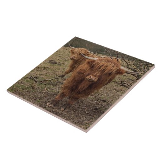 Scottish Highland cow Tile | Zazzle