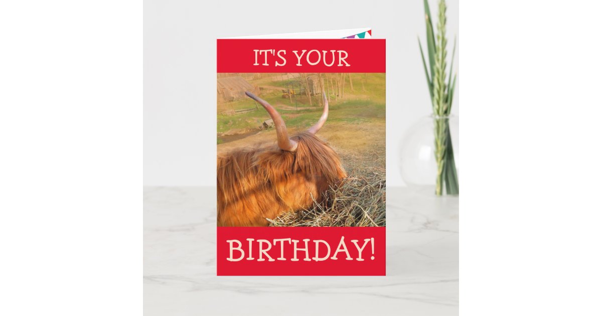 Scottish Highland Steer Pig Out Birthday Card | Zazzle