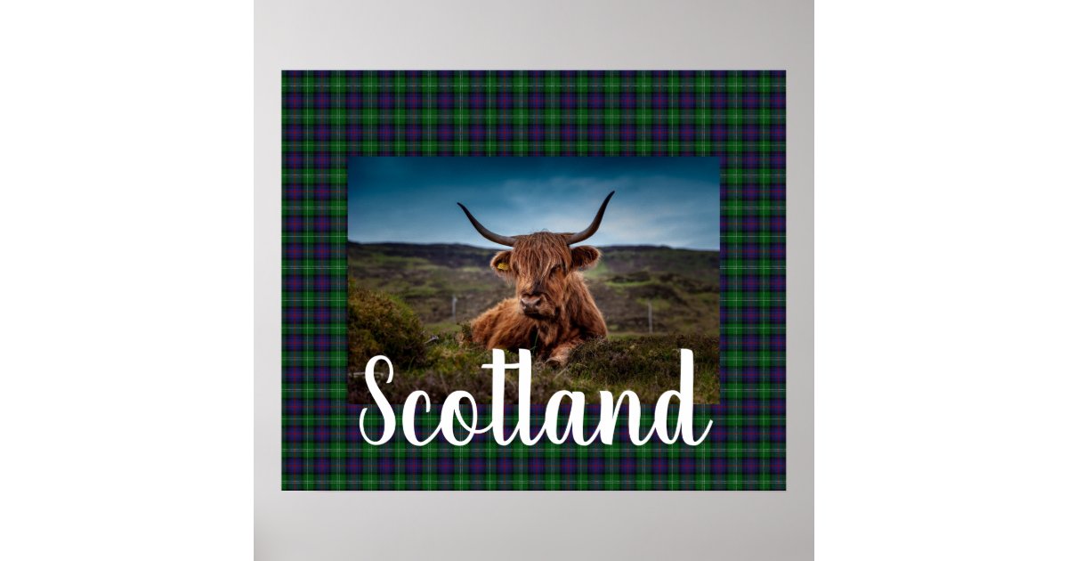 Scottish Highland Steer Poster | Zazzle