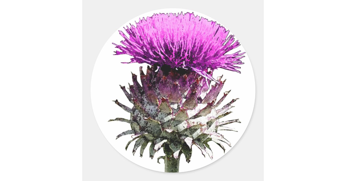 Scottish Thistle Classic Round Sticker | Zazzle