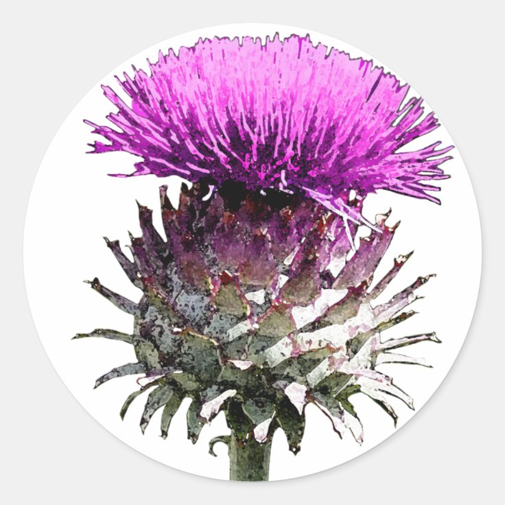 Scottish Thistle Classic Round Sticker | Zazzle
