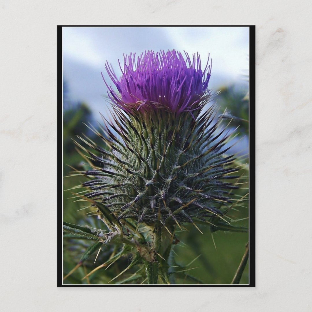 Scottish Thistle Fine Art Photography Postcard | Zazzle