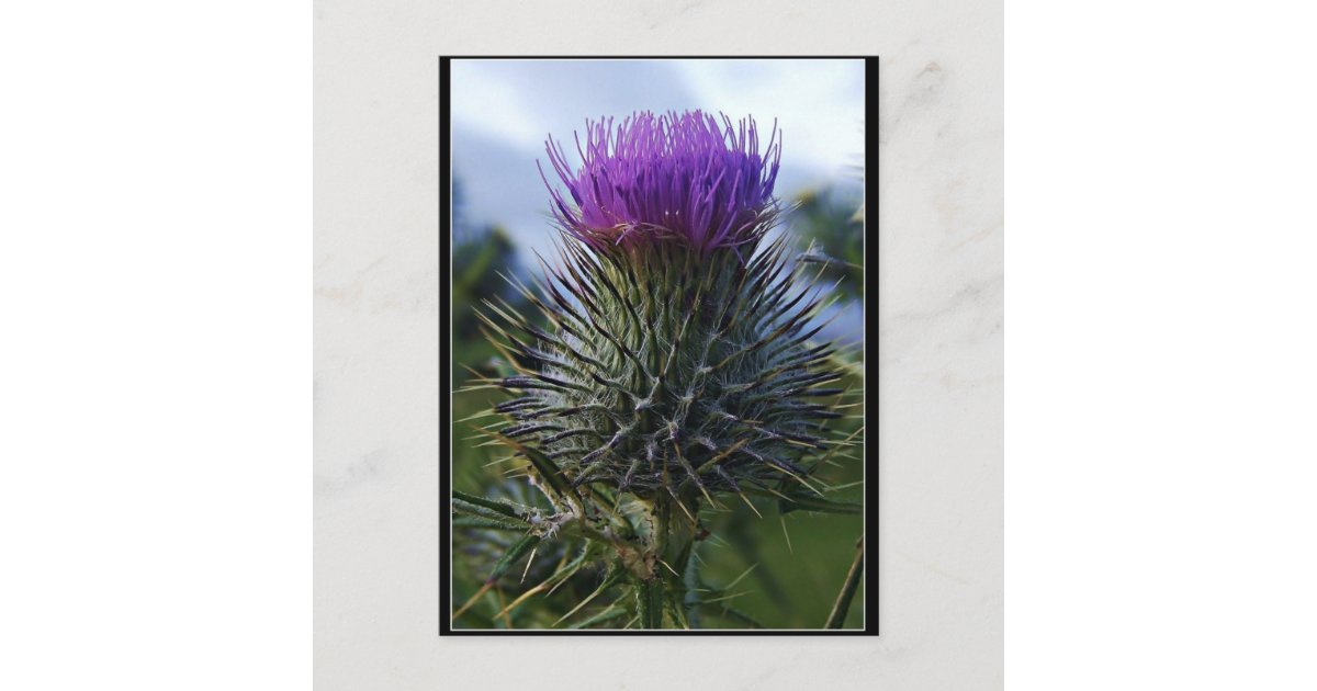 Scottish Thistle Fine Art Photography Postcard | Zazzle