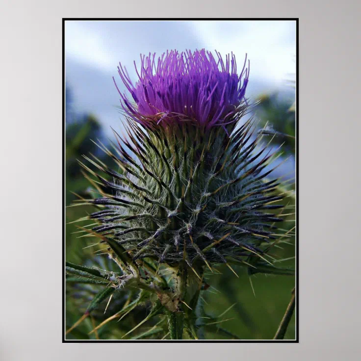 Scottish Thistle Fine Art Photography Poster | Zazzle