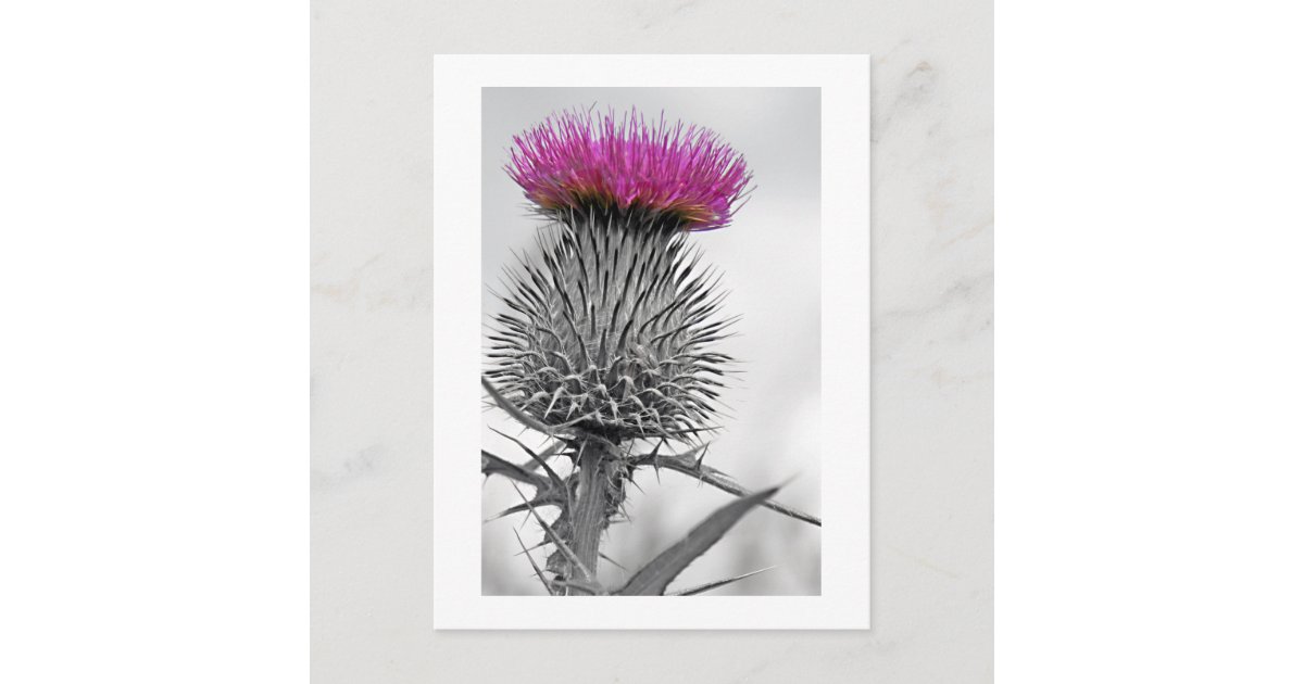 Scottish Thistle Postcard | Zazzle