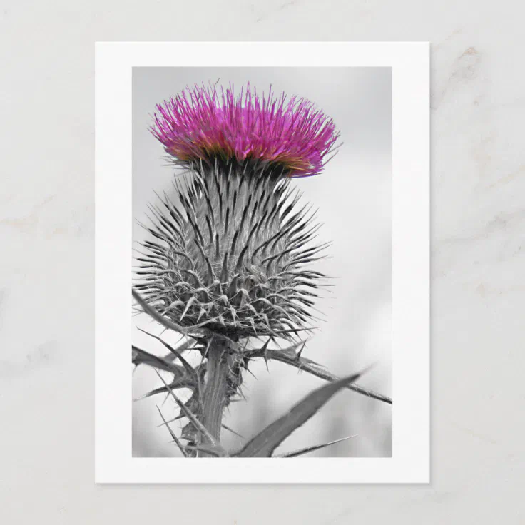 Scottish Thistle Postcard | Zazzle