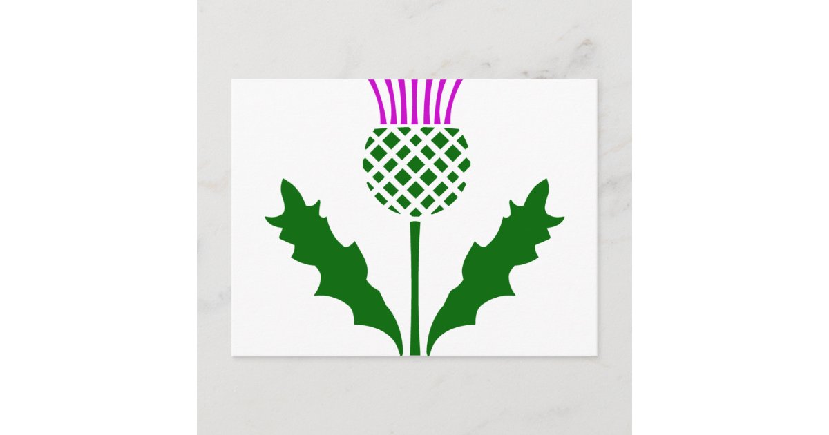 Scottish Thistle Postcard | Zazzle