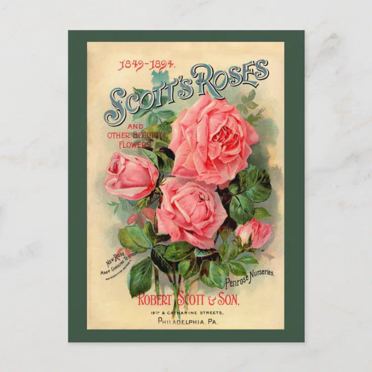 Scotts Roses Advertisement Postcard | Zazzle