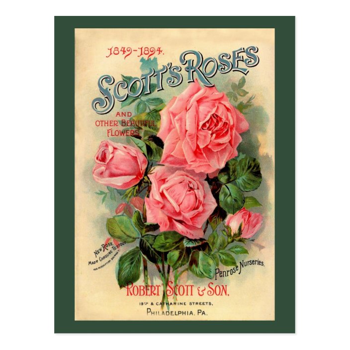 Scotts Roses Advertisement Postcard | Zazzle.com