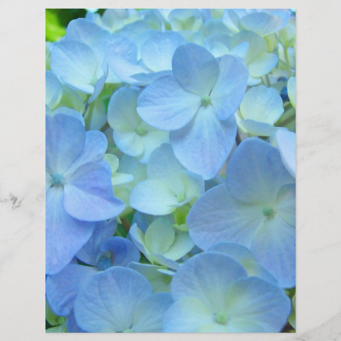 Scrapbooking paper Floral Theme Blue Hydrangeas | Zazzle