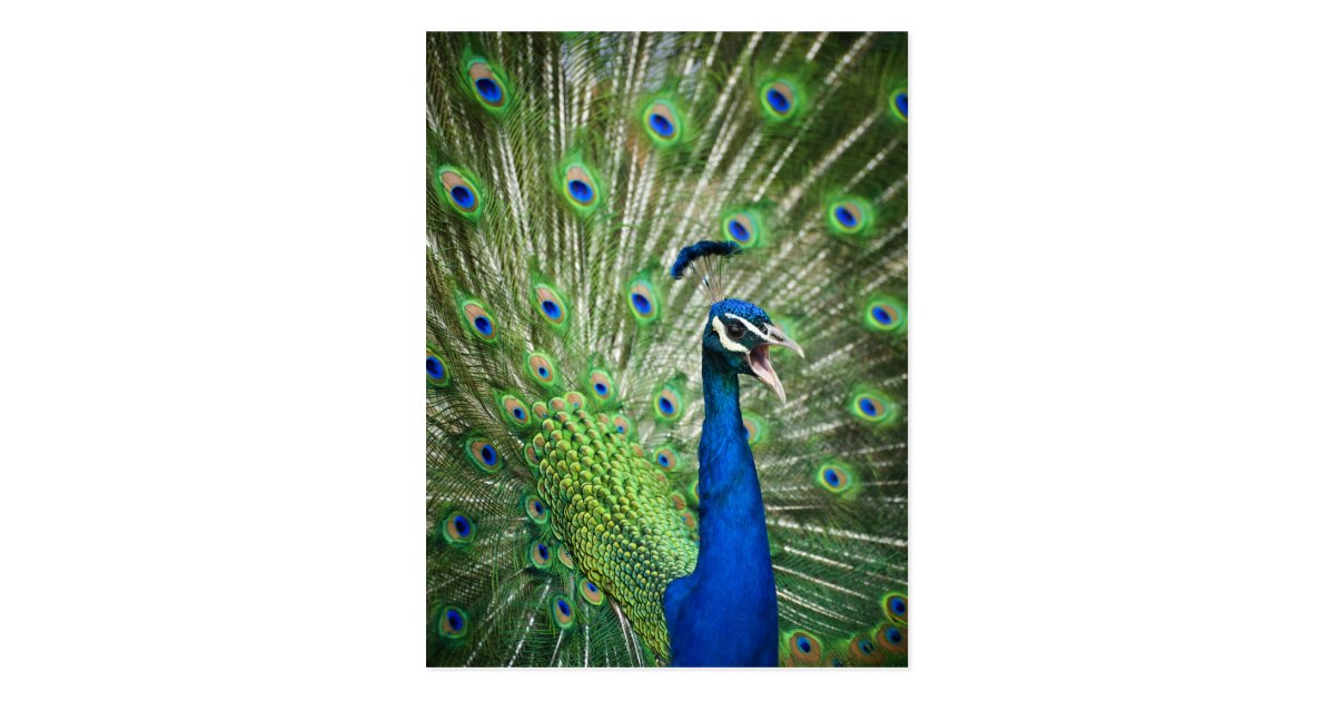 Screaming Peacock Postcard
