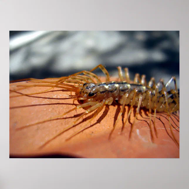 Scutigera Coleoptrata Poster | Zazzle